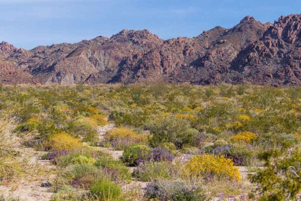 California in April: 12 Places to Celebrate Spring - Explore Now Or Never