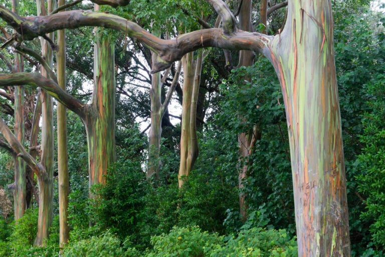 The 17 Best Road to Hana Stops + Map (2024) - Explore Now Or Never