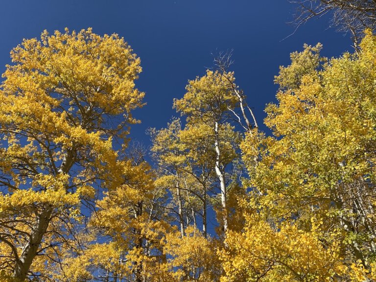 Fall Colors in California: 10 Spectacular Places to See - Explore Now ...