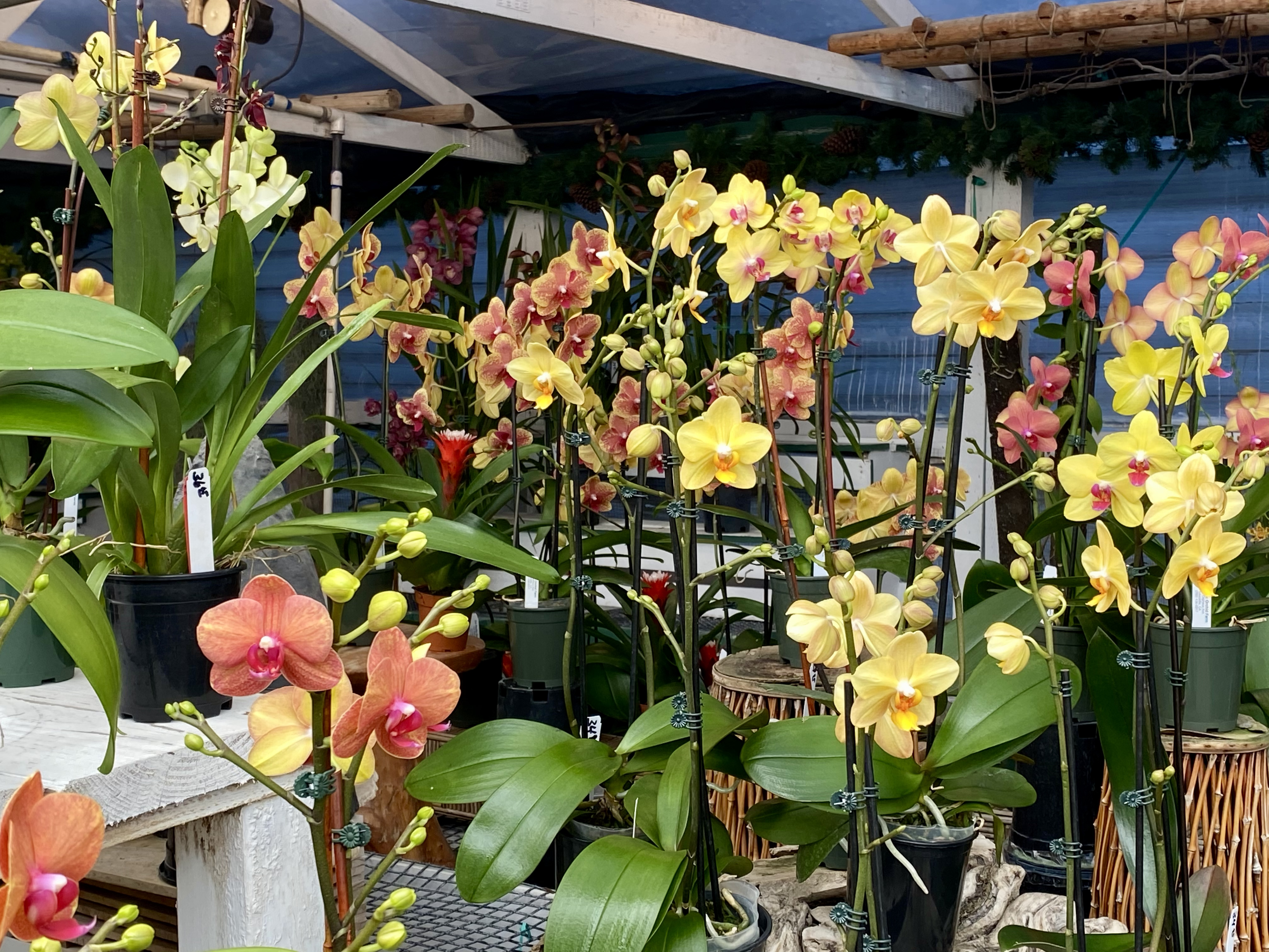 21 Things to Do in Encinitas: A Local's Best Tips (2022) - Explore Now ...