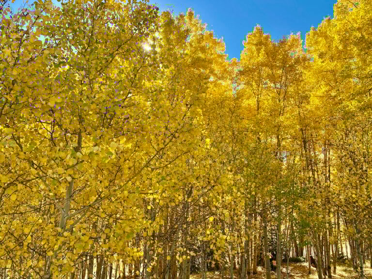 Aspen Fall Color: 7 Great Places for Leaf Peeping - Explore Now Or Never