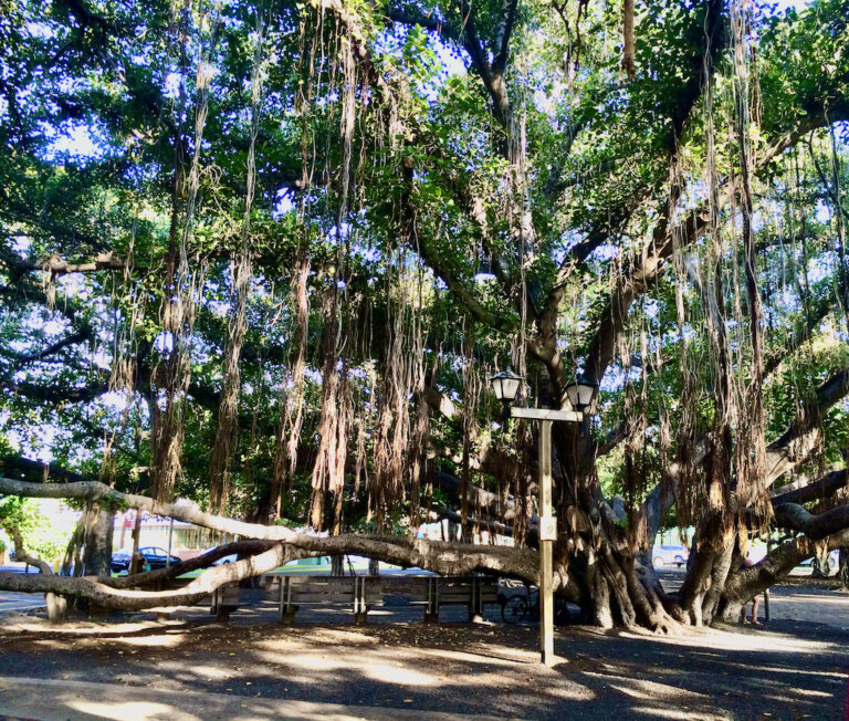 24 Amazing Things to Do in Maui - Explore Now Or Never