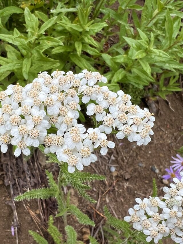 The PERFECT Mount Rainier Itinerary: 1 or 2 days + MAP - Explore Now Or ...